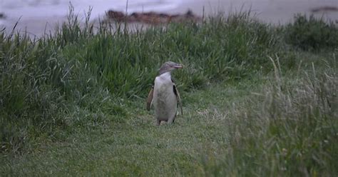 Penguins Album On Imgur
