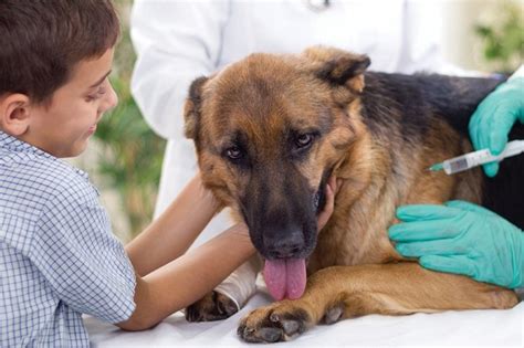 Проведение вакцинации домашних животных собак кошек в СВАО Москвы Бабушкинская Медведково