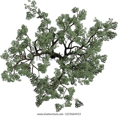 Plant Tree Overhead Top View Isolated库存照片1219664413 Shutterstock In 2025
