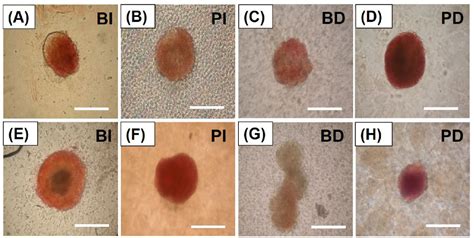 Figure 4 From Encapsulation Of Human Islets Using A Biomimetic Self Assembled Nanomatrix Gel For