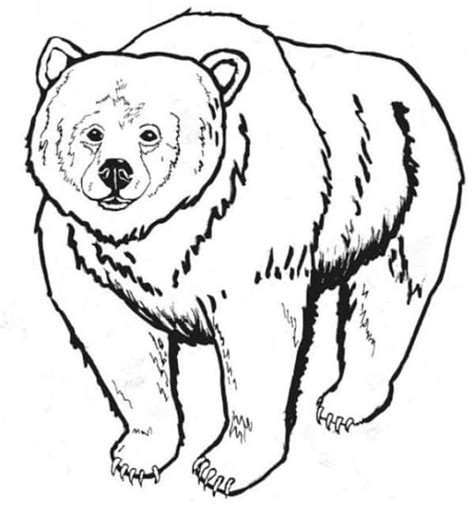 50 Desenhos De Urso Para Colorir Imprima Gratuitamente