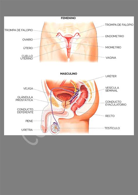 Anatomia Y Fisiologia De Los Organos Internos Universidad Autonoma De