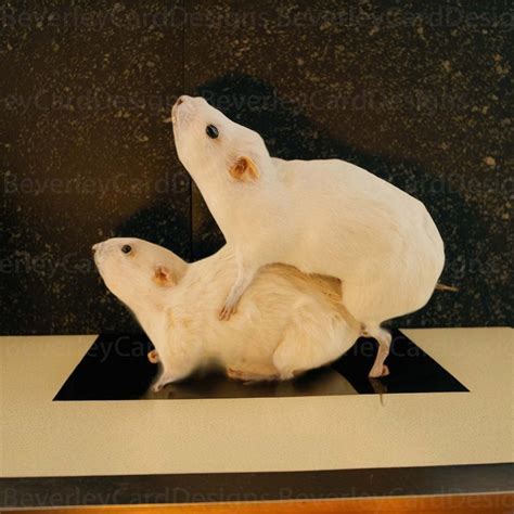 Mouse Taxidermy Specimen Birthday Gift Special Home Decor Collectables Rat Taxidermy Sex Etsy