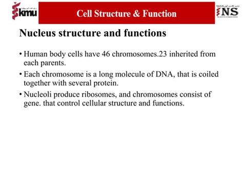 Lecture 3 Cellstructurefunctionppt