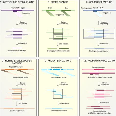 Principle Of Hybridization Capture A Sequencing Library Containing Download Scientific Diagram