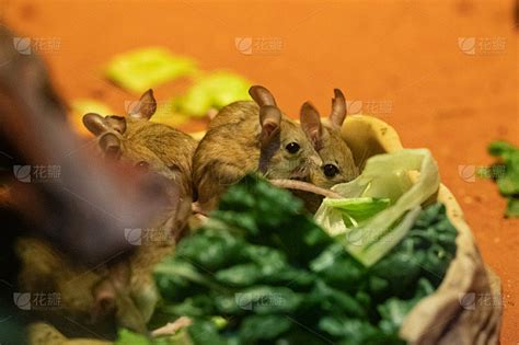 几只跳刺鼠或诺托米斯·亚历克西斯