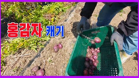 감자캐기 홍감자 캐기 빨간감자 캐는날 Youtube