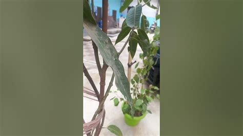 Hare Hare Hare Dada Baswa Youtube