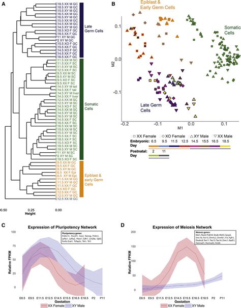 Transcriptome Profiling Of Mouse Germ Cells A Unsupervised