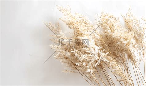 装饰草芒草植物干穗草纹理背景柔软米色干草甸草抽象自然最小趋势时尚背景高清摄影大图 千库网