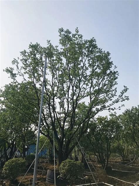 朴树