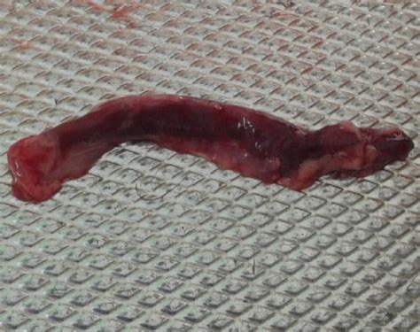 Haemorrhagic Enteritis In Intestinal Mucosa Download Scientific Diagram