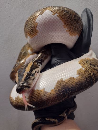 Piebald 66 Het Albino Burmese Python By Gadzipsychiatryk