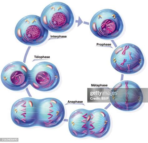 Prophase During The Prophase Stage Of Meiotic Cell Division The