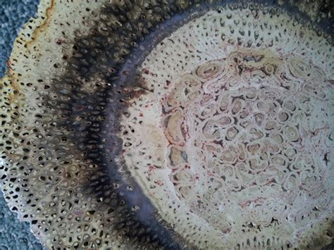 Tree Ferns Revisited The Beagle Project