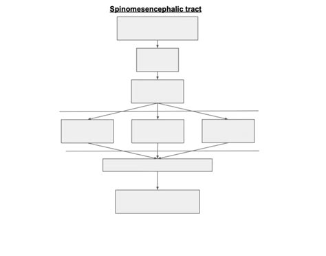 Spinomesencephalic Quiz