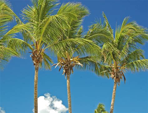 The Malayan Dwarf Coconut Palm Smaller Tree In A Big State