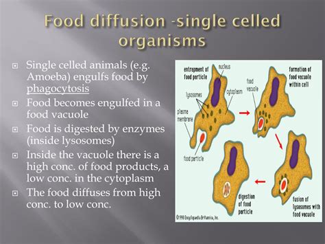 PPT Diffusion Osmosis PowerPoint Presentation Free Download ID