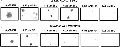 Wild Type And Gain Of Function Mutant Tp53 Can Regulate The Sensitivity