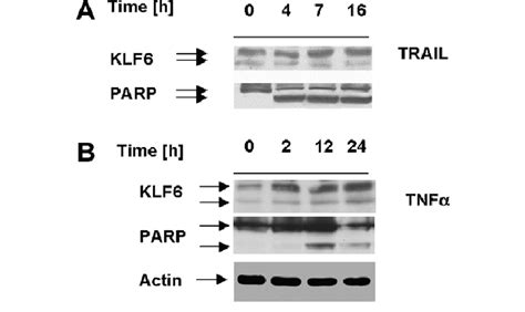 Klf6 Level Is Stable Upon Stimulation The Extrinsic Apoptotic Pathway