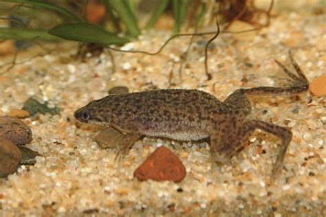 How Do African Dwarf Frogs Sleep Lets Unveil The Slumber Secret