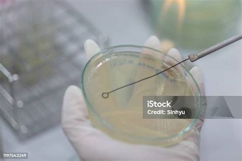 박테리아 배양또는 실험실연구에서 박테리아 연구를 식별하기 위한 줄무늬 판 Stem 주제에 대한 스톡 사진 및 기타 이미지