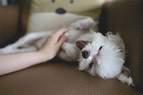 10 Things Your Dog Loves You Doing And 10 Things They Dont Doggodigest