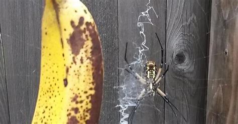 Banana For Scale As Requested Imgur