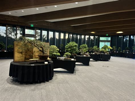 Estonian Bonsai Club What A Tragedy One Of Our Priceless Bonsais Was