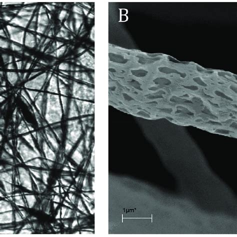 Original Magnification X200 A Scanning Electron Microscopy Image Of