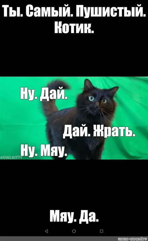 Создать комикс мем кот домашний кот кошка Комиксы Meme