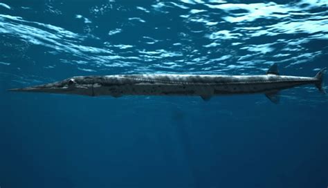 Saurichthys Sauropedia Wiki Fandom