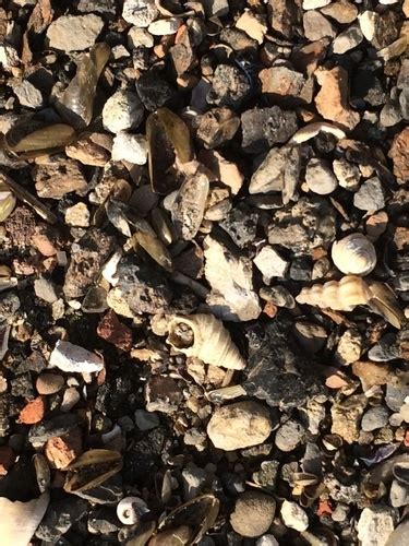 Parafossarulus Sinensis · Inaturalist