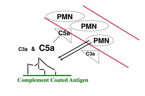 Ppt The Complement System Powerpoint Presentation Free Download Id