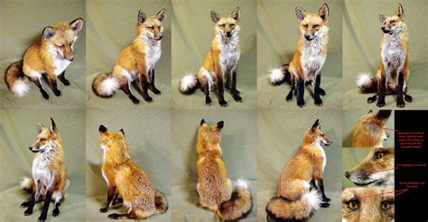 Fox Sitting Back
