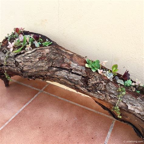 Diy Create Your Own Wooden Log Succulent Planter