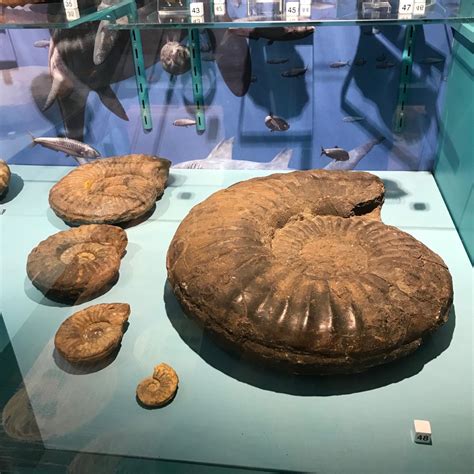 Jurassic Ironstone Field Trip — Yorkshire Geological Society