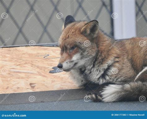 Red Fox Laying On A Roof Stock Image Image Of Bear 306177383