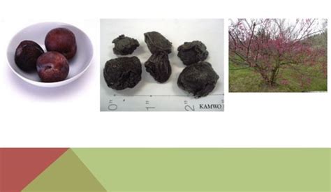 AFEA Final Exam Single Herb Study Flashcards Quizlet