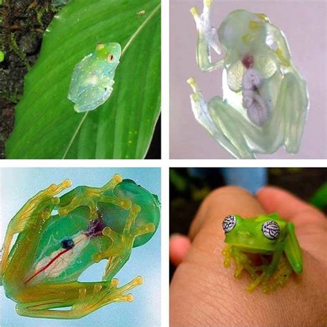 See Through Frog