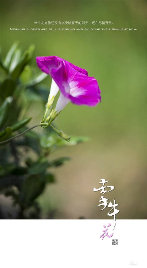 夏日阳光下的牵牛花 中关村在线摄影论坛