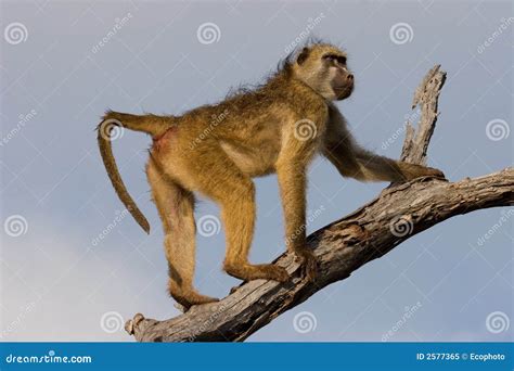 Chacma Baboon Stock Image Image Of Botswana Wild Wilderness 2577365