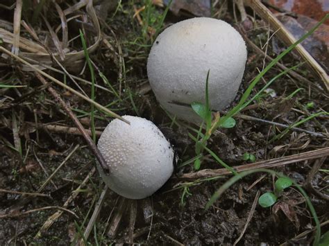 Фотокаталог грибов: Дождевик полевой (Lycoperdon pratense)