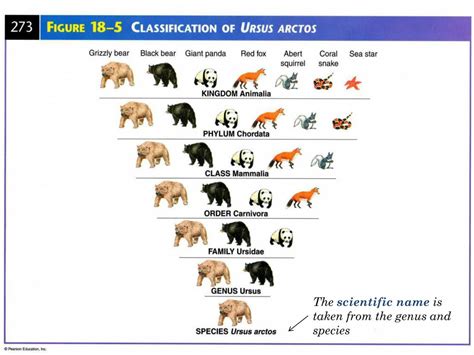 Ppt Taxonomy Naming And Grouping Powerpoint Presentation Free