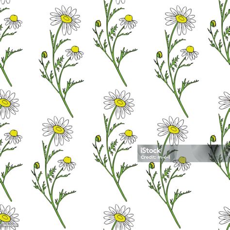 카모마일 야생 필드 꽃에 흰색 배경 식물 손으로 그린 데이지 스케치 벡터 일러스트 레이 션 고립 된 디자인 패키지 차 천연 화장품 의학에 대 한 완벽 한 패턴 0명에 대한