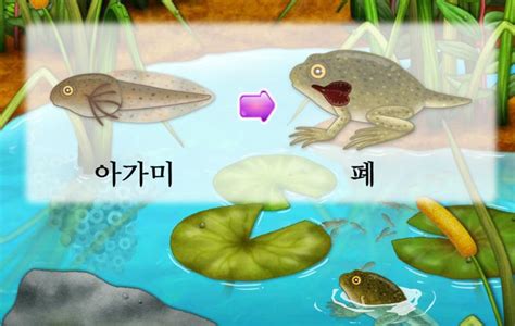 어린이 자연관찰 올챙이 성장과정과 개구리의 특징에 대해 알아보자영상 네이버 블로그 어린이 청개구리 따뜻한 봄