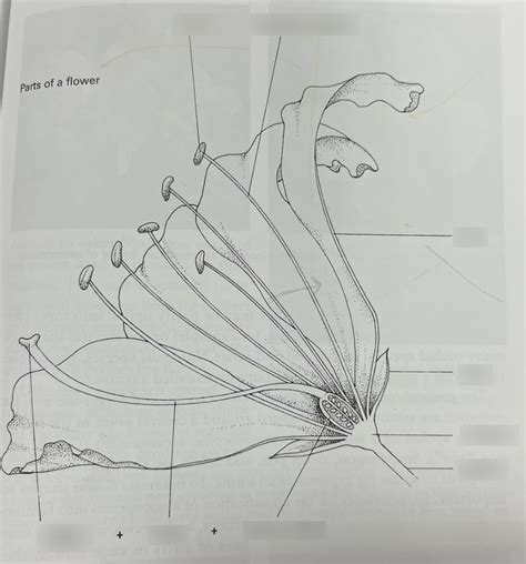 Parts Of A Flower Diagram Quizlet