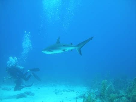 Fotos Gratis Submarino Tropical Biología Acuático Pescado