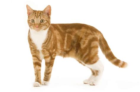 9 Types Of Tabby Cat Colors Patterns With Pictures Ex