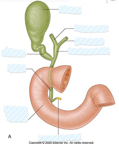 Gallbladder Diagram Quizlet